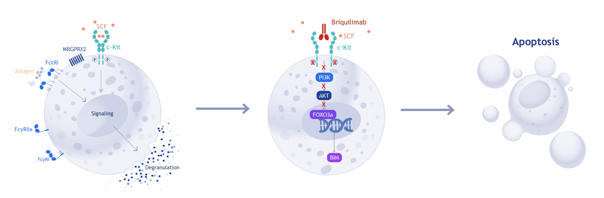 Briquilimab - Jasper Therapeutics